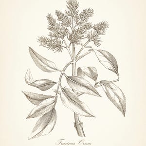 Vintage Style Botanical Prints Set of 3 Botanical Poster Wildflower ...