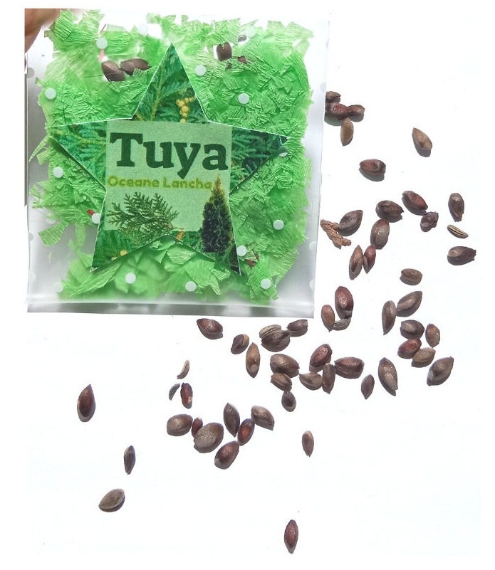 Thuja Seeds Thuja Plant Thuja Bush Thuja Seeds Thuja - Etsy UK