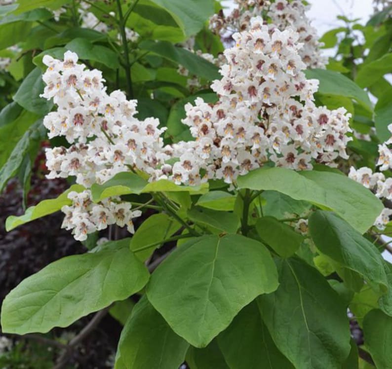 Catalpa Seeds Catalpa Tree Catalpa Bignonioides Catalpa - Etsy