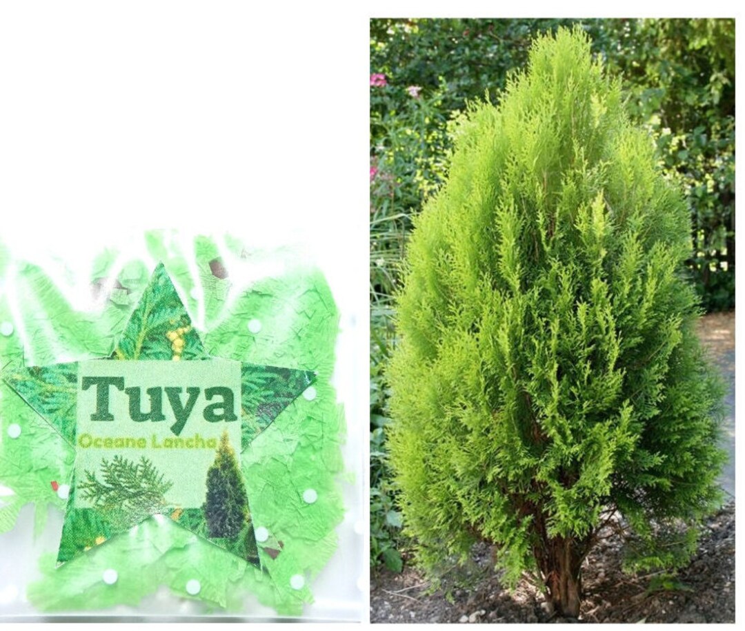 Thuja Seeds Thuja Plant Thuja Bush Thuja Seeds Thuja - Etsy UK