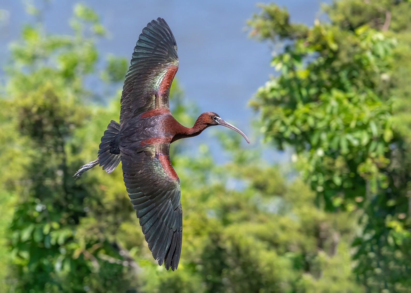 Glossy Ibis, Ibis, Ibis Bird, Ibis With Wings Open - Etsy New Zealand