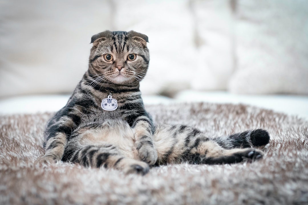 Scottish Fold, Cat Sitting, Cute Cat, Print of Cat, Gray Cat - Etsy