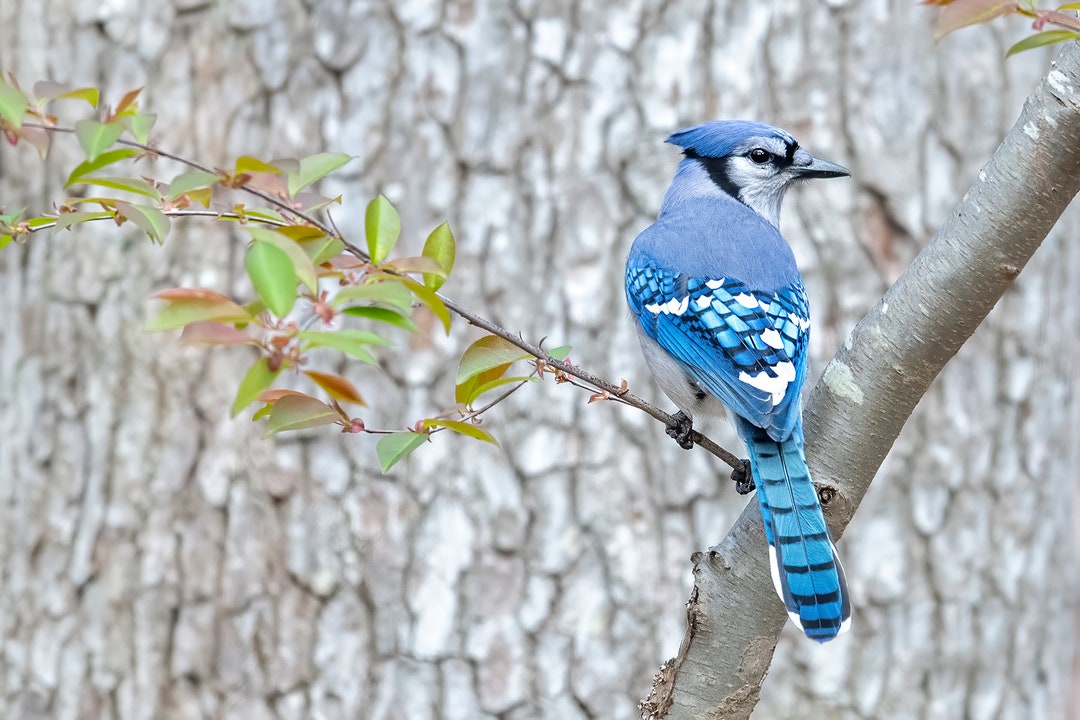 Blue Jay, Picture of Blue Jay, Digital Download of Blue Jay Bird - Etsy