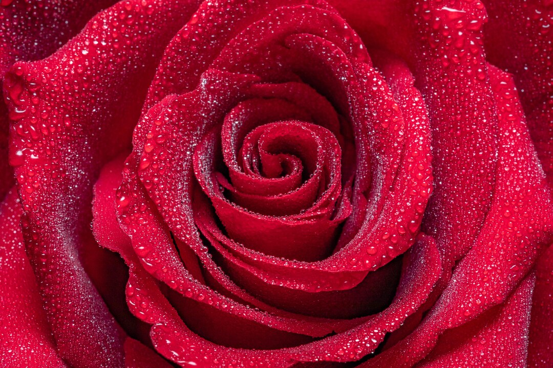 Fine Art Rose Photography Print, Ruby, Red Flower With Water Droplets ...