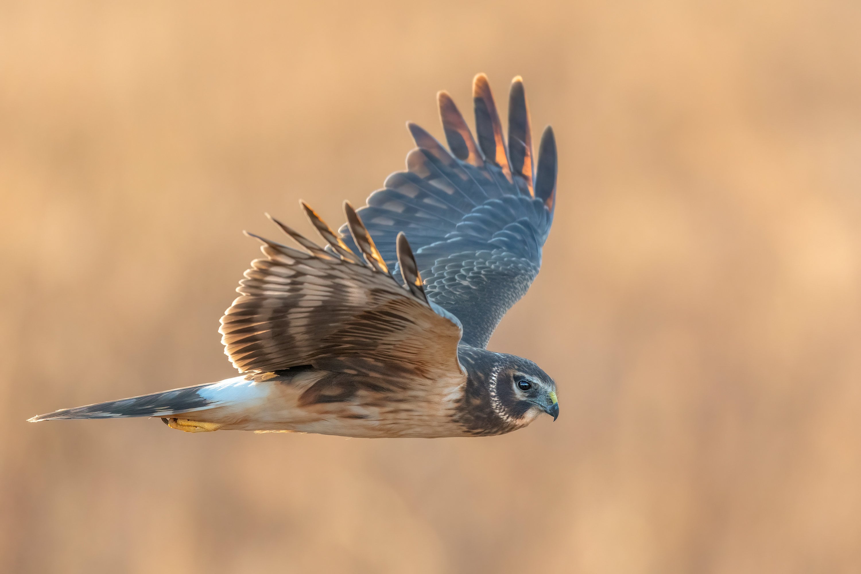 Northern Harrier Hawk, Harrier Hawk Hunting, Hawk Flying - Etsy