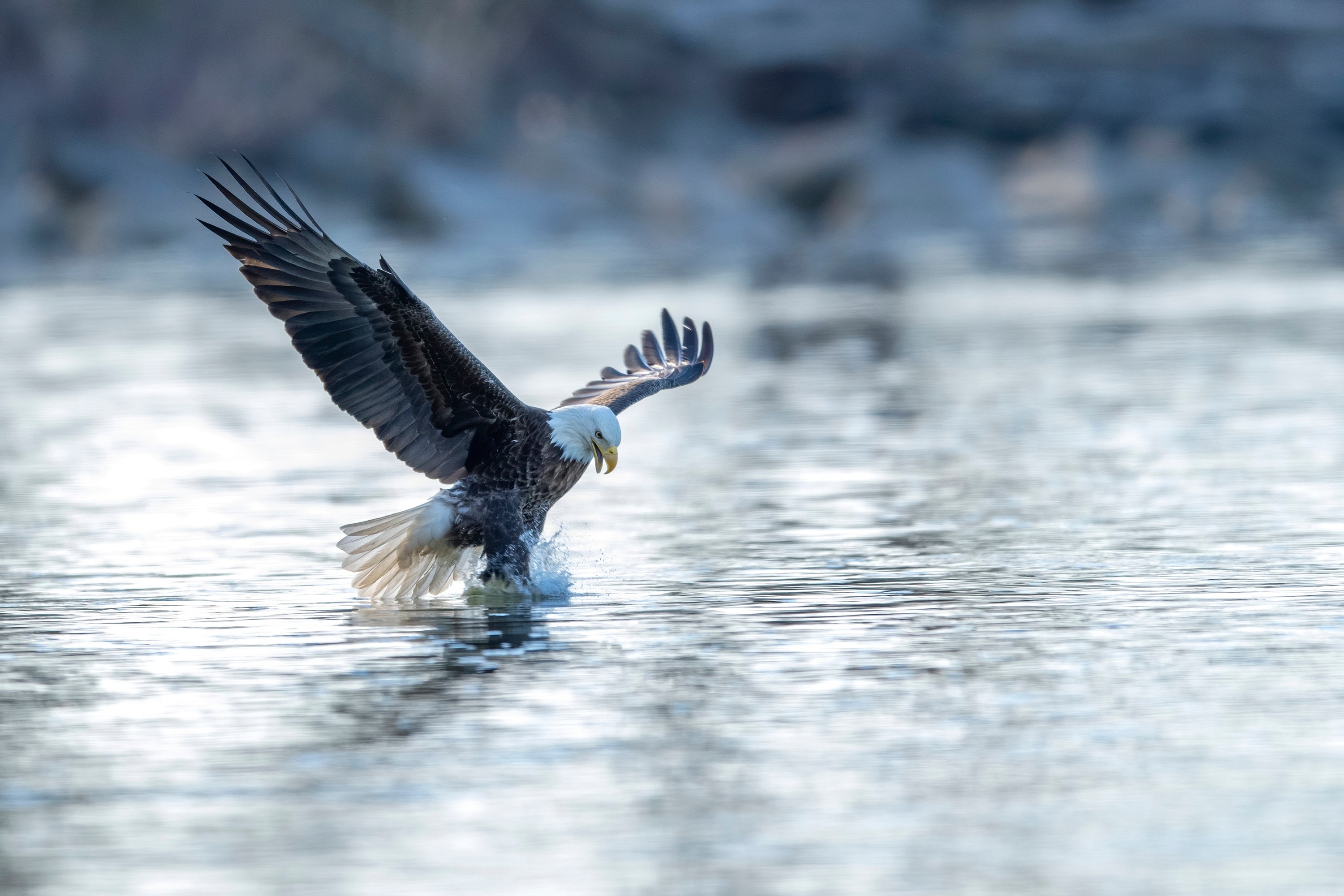 Eagle Catching Fish, Bald Eagle, Eagle Flying, Wall Art, Eagle Fishing ...
