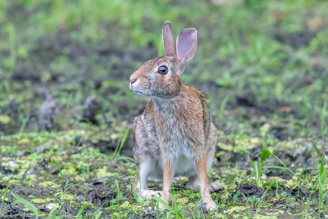 Bunny in the Wild, Rabbit in the Wild, Picture of A Rabbit - Etsy