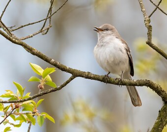 Mockingbird DIGITAL DOWNLOAD Beautiful Mockingbird JPEG Mockingbird ...