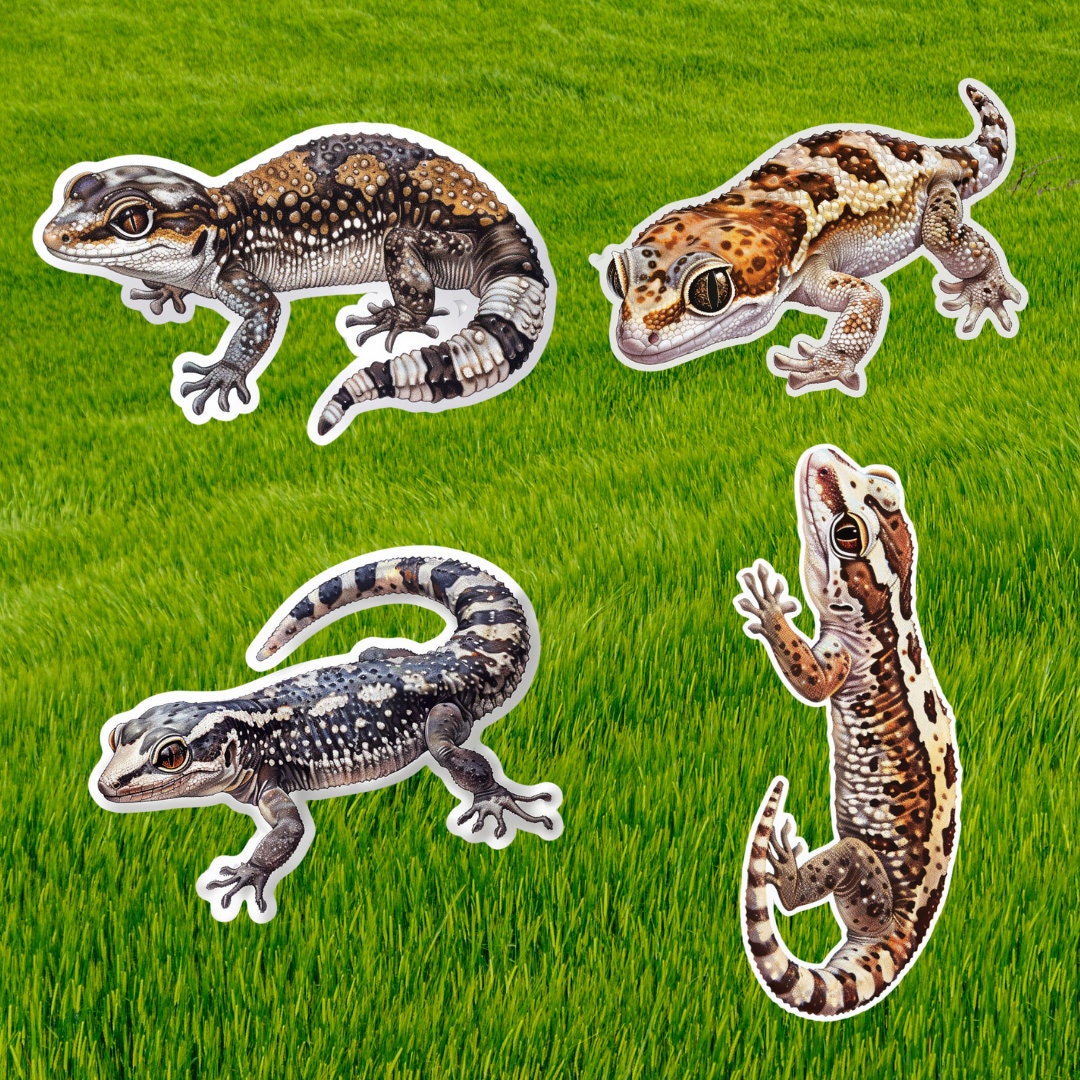 African Fat-tailed Gecko Vinyl Sticker Set | Gecko Stickers | Reptile ...