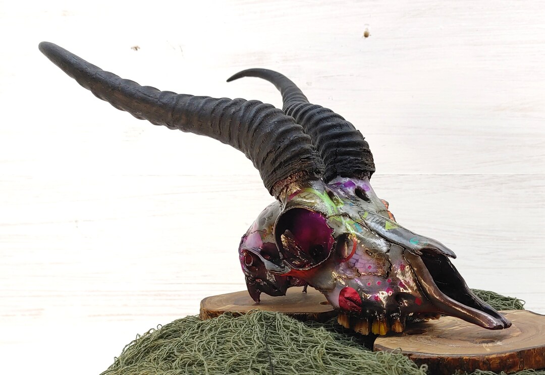 AUTHENTIC Hand Painted Springbok Skull UNIQUE TAXIDERMY Euro - Etsy