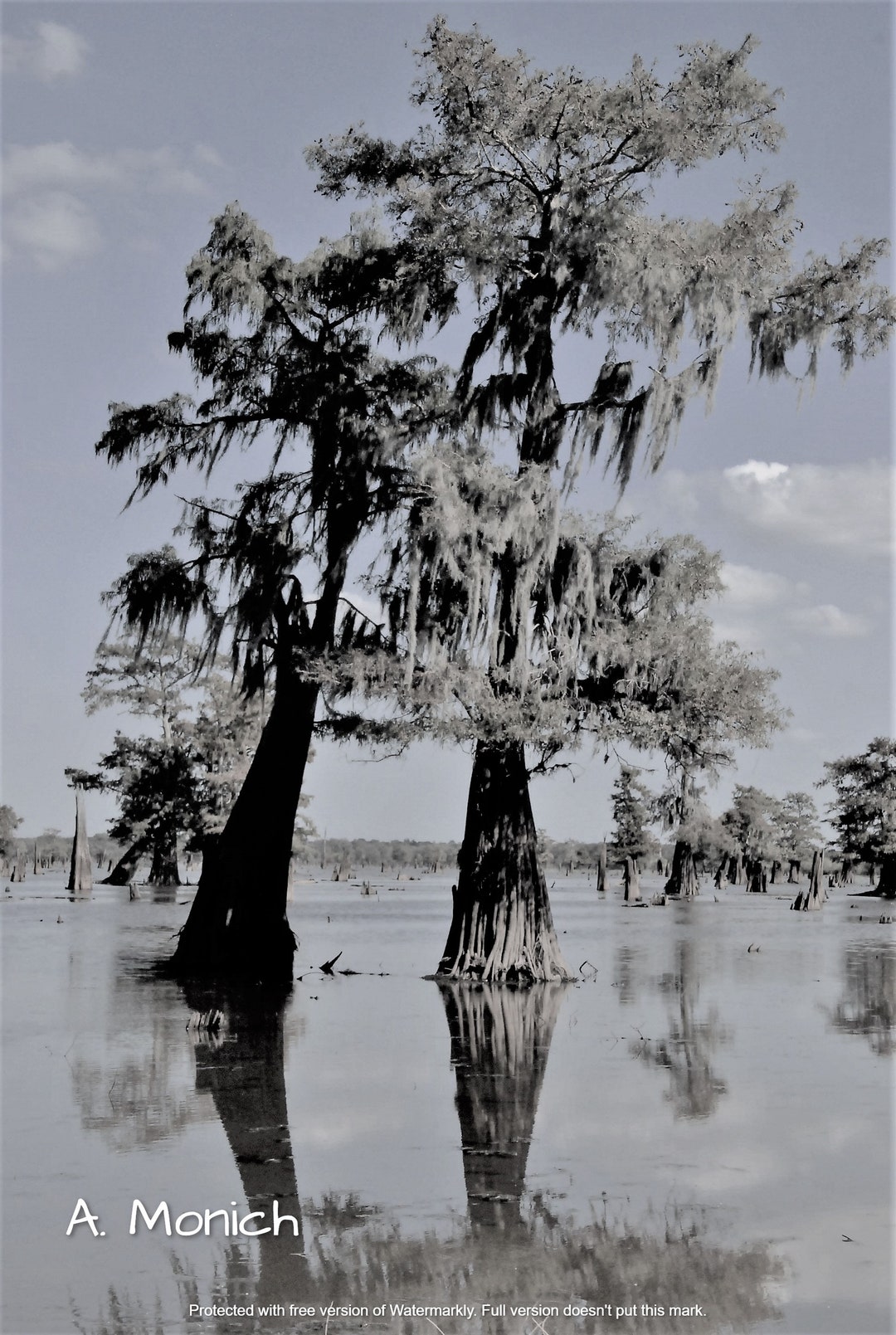 Swamp Print, Louisiana Photography, Tree Photo, Travel Photography ...