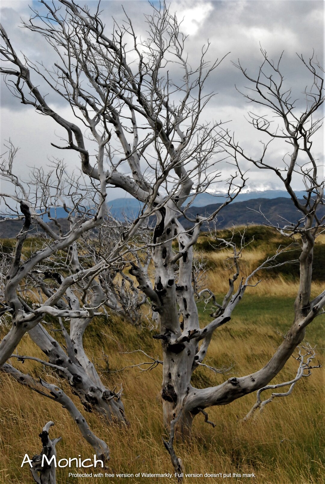Dead Tree Print Tree Photo Nature Photography Wall Hanging - Etsy