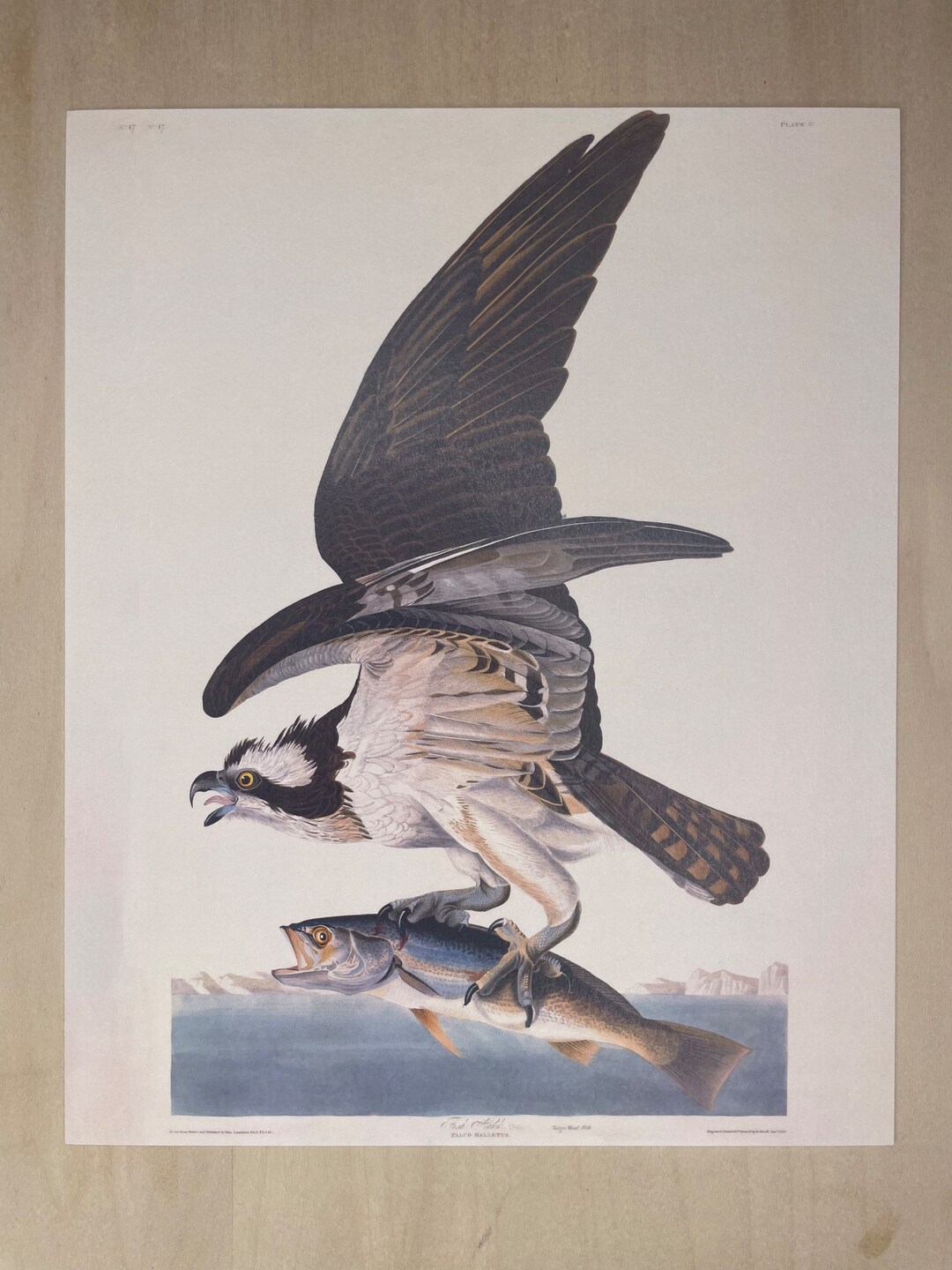 Osprey, Aka Fish Hawk 8x10 Fine Art Giclée Print Original by John James ...