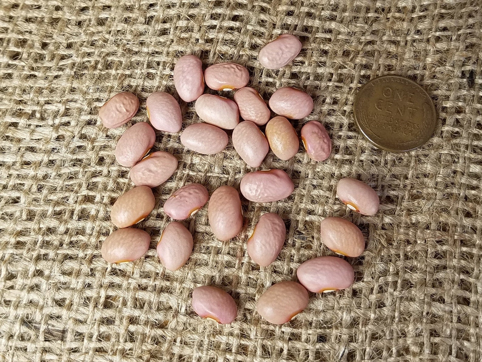 Pink Half-runner Bean Seeds 20 seeds | Etsy