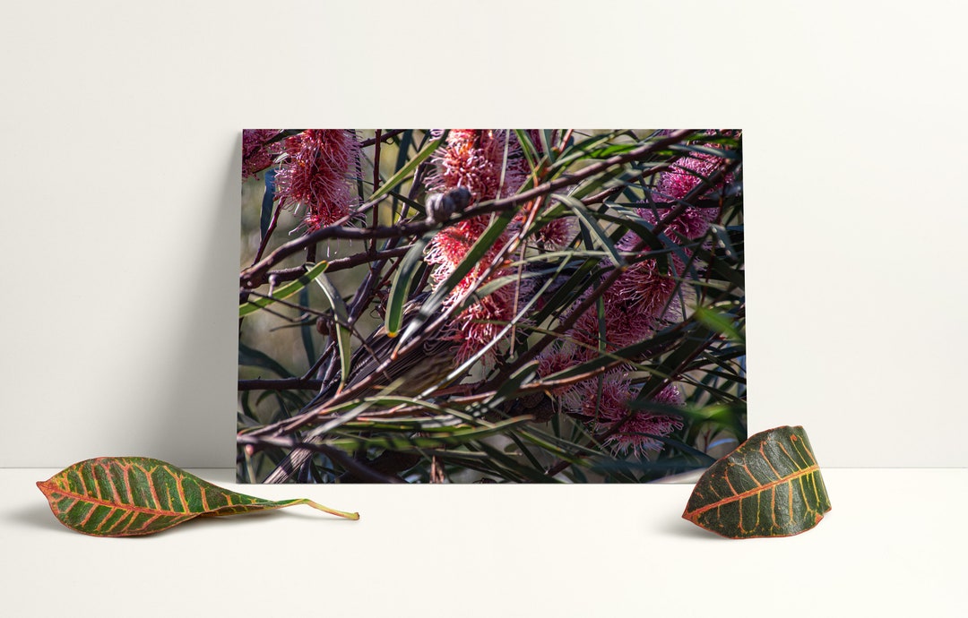 Native Australian Bird Hiding Behind Branches, Australian Fauna Hiding ...