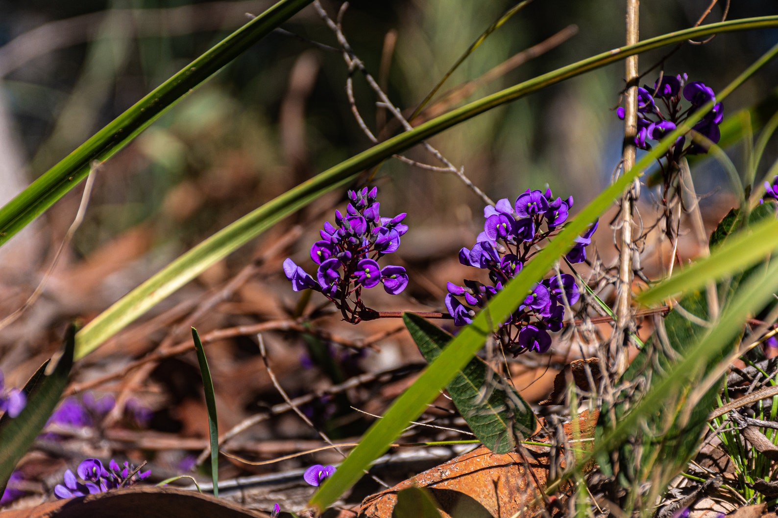 Purple Hardenbergia Violacea Native Australian Flowers Plants in the ...