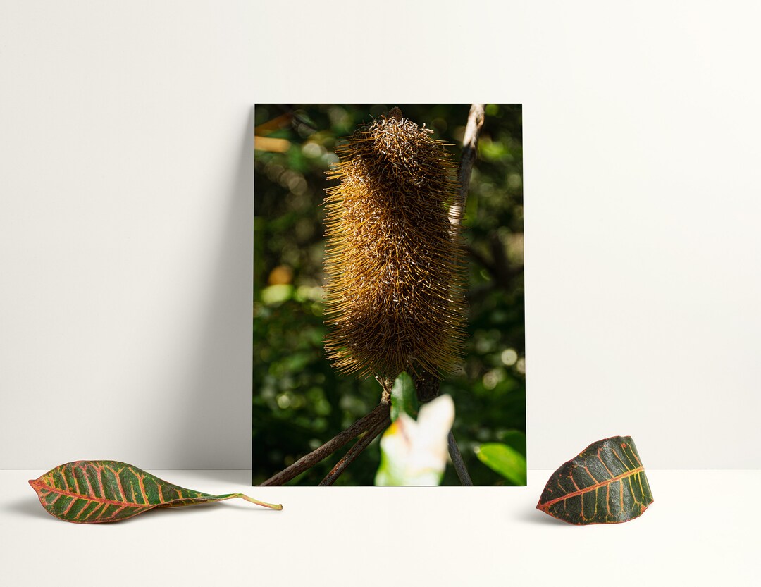 Golden Bottlebrush Shrub Plant in Australian Bush Photography Digital ...