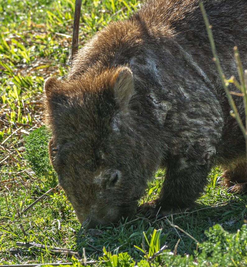 Bare-nose Wombat Digital Print, Native Australian Mammal Wall Decor ...