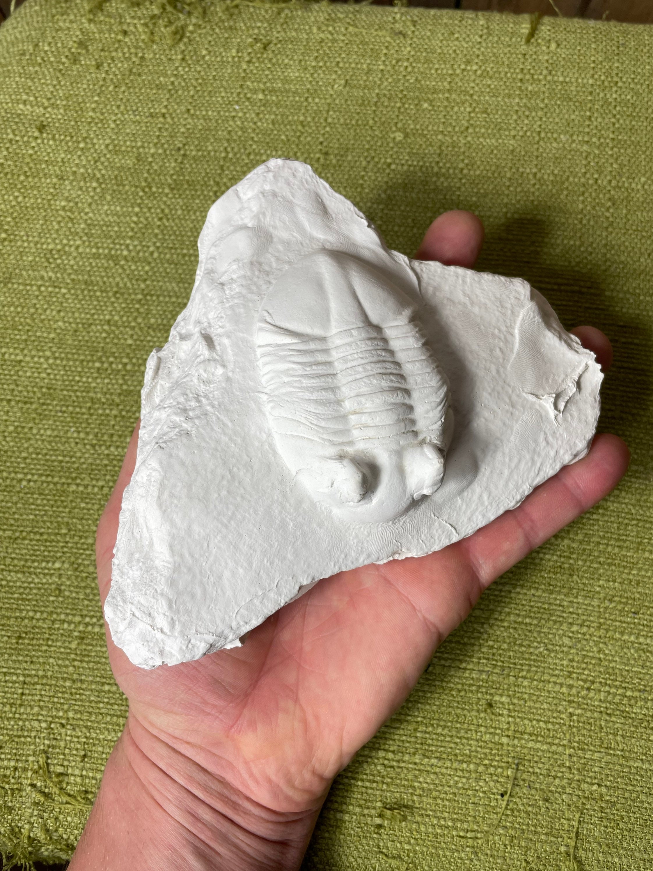 Isotelus Fossil Archaeological Dinosaur Rock education - Etsy UK