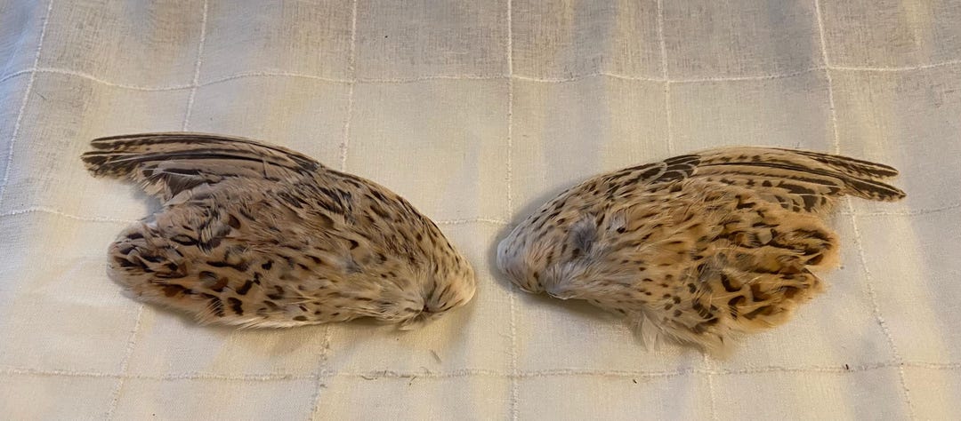 Quail Wings for Crafts and Cat Toys - Etsy