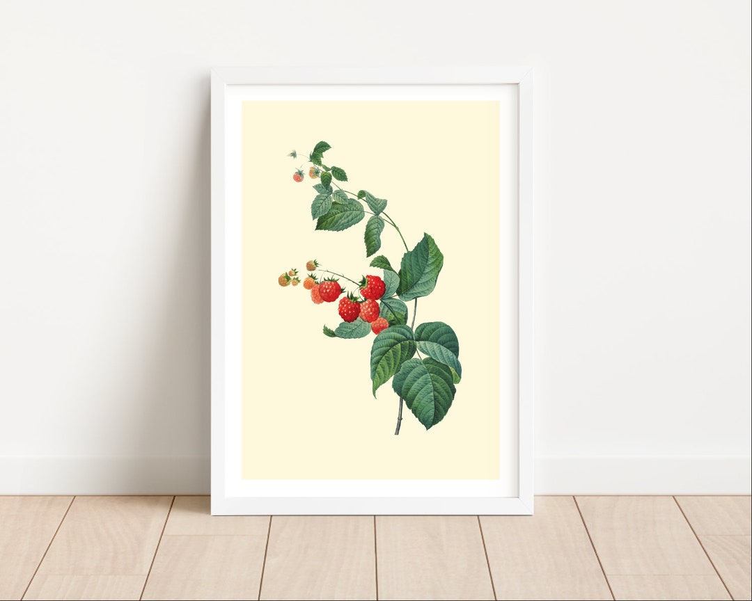 Vintage Poster Fruit Victorian Picture Raspberry - Etsy