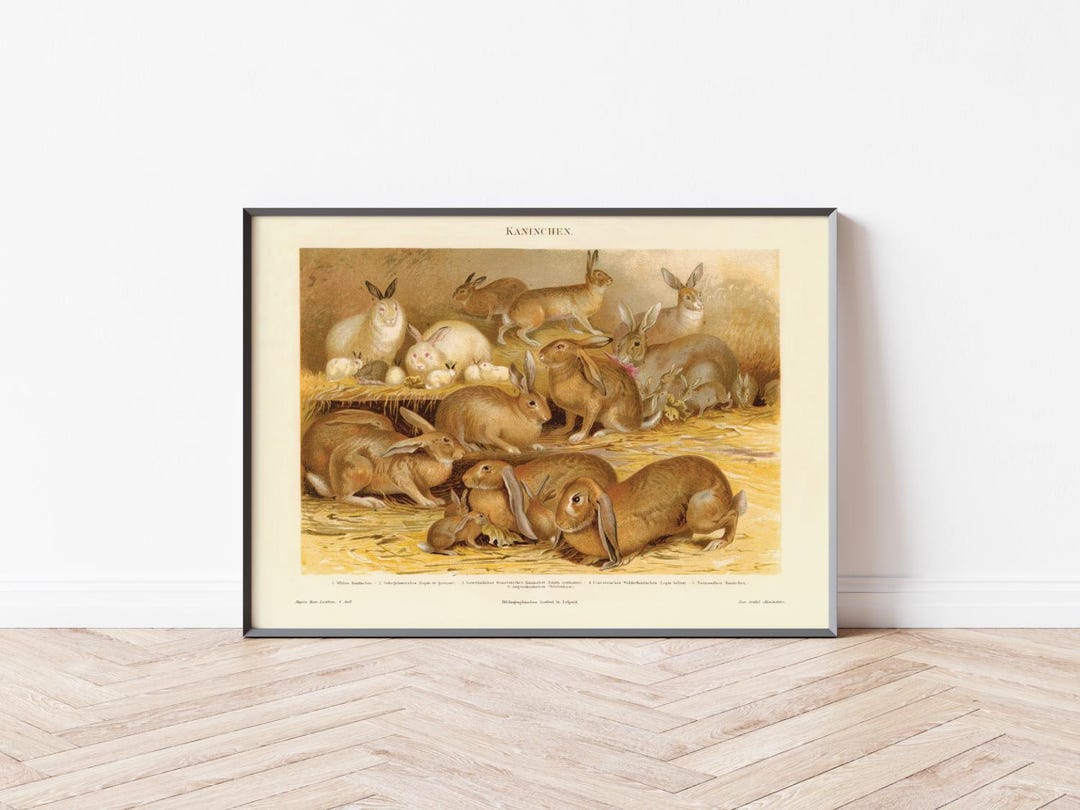Vintage Poster Rabbits | Rabbit Breeds - Etsy