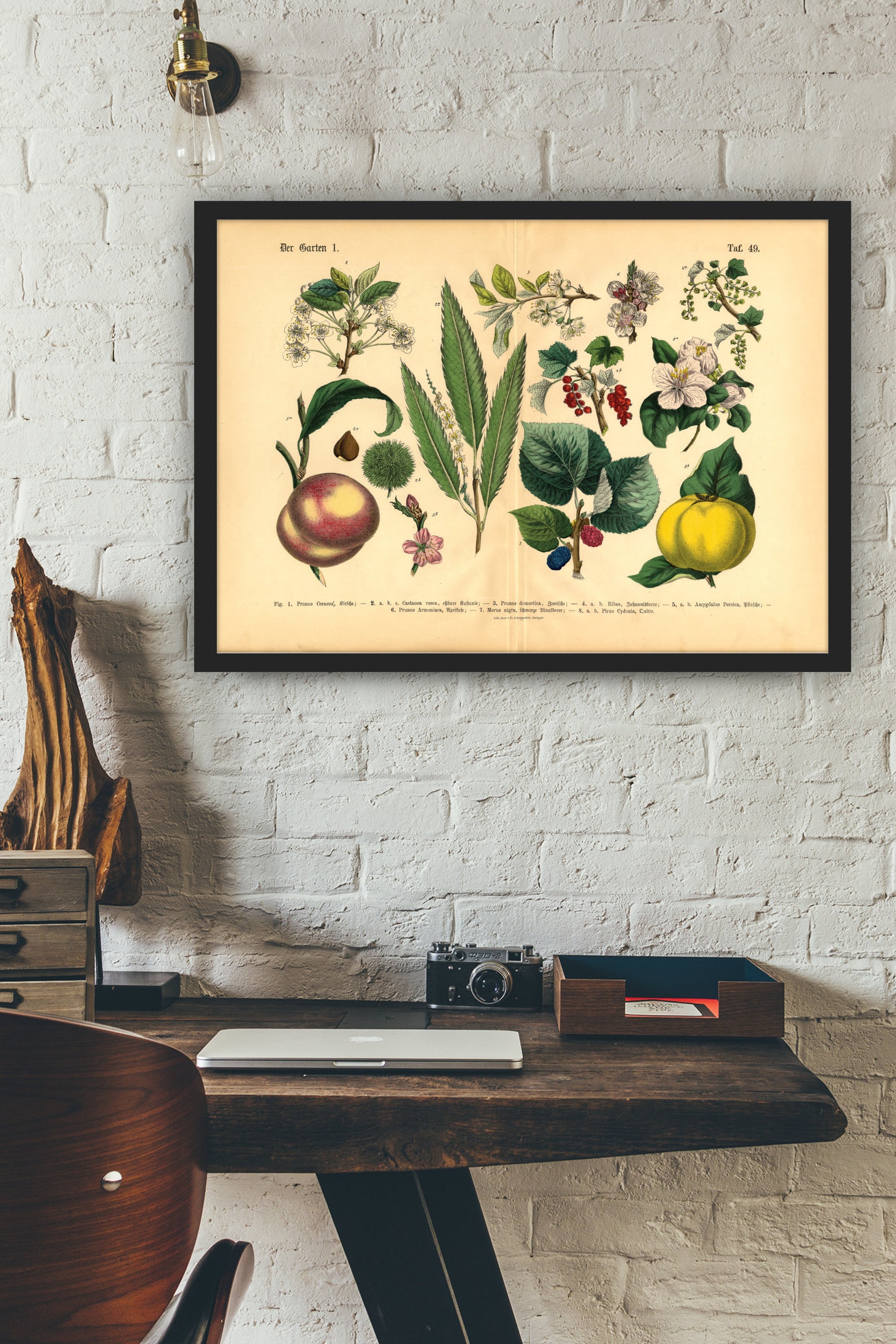 Garten Poster Vintage Botanik Illustration 1 | Etsy