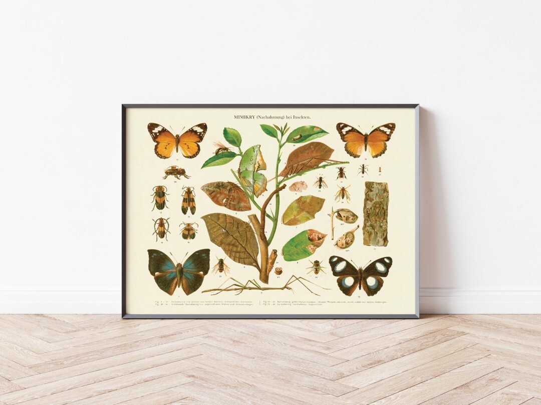 Vintage Poster Insects Mimicry imitation - Etsy