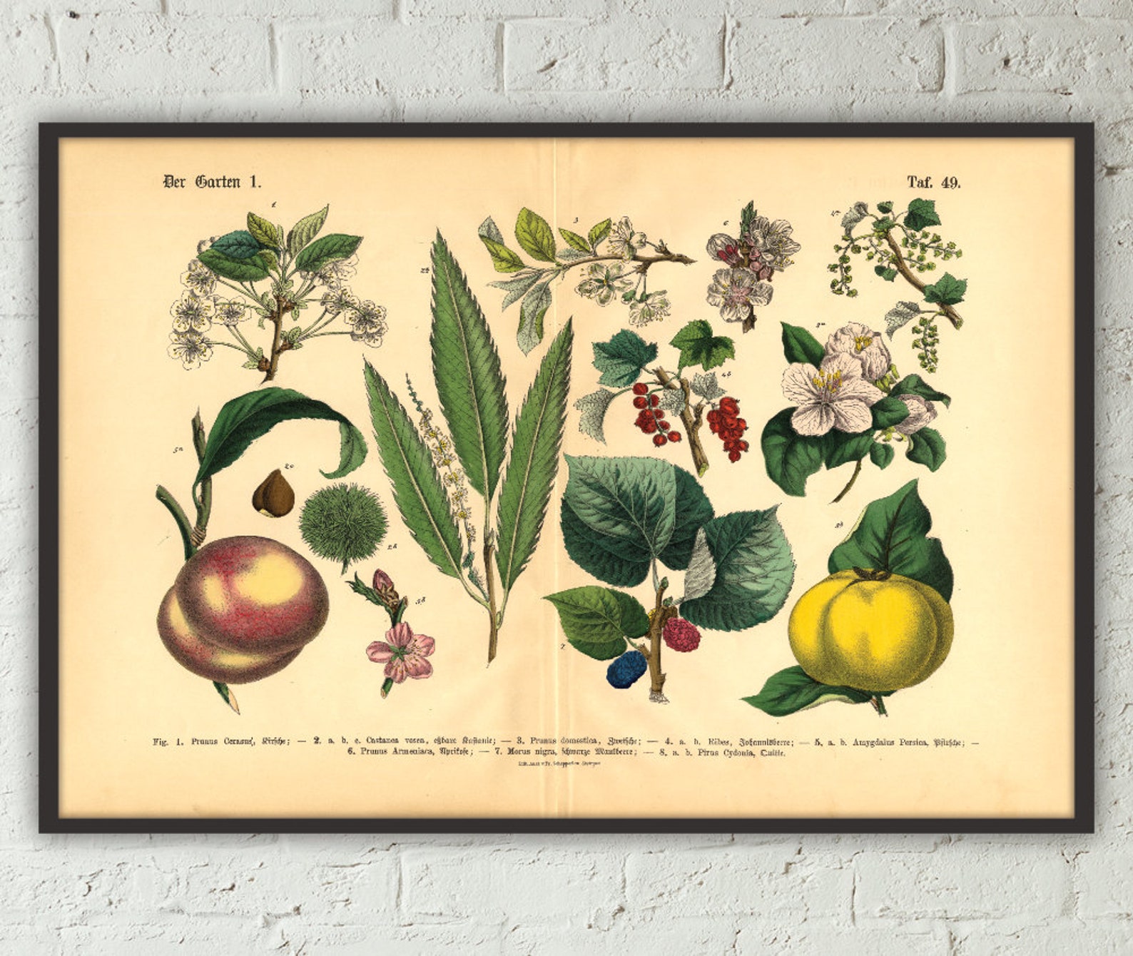 Garten Poster Vintage Botanik Illustration 1 | Etsy