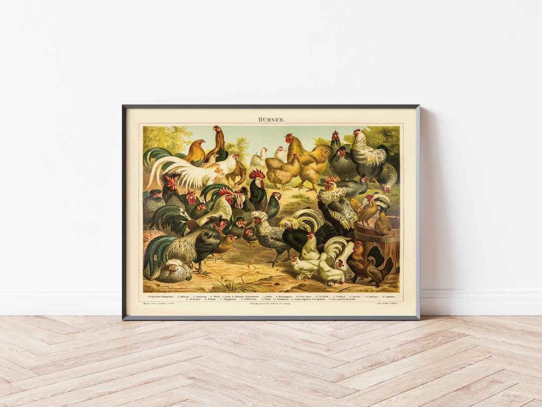 Vintage Poster Chickens | Chicken Breeds Poultry - Etsy