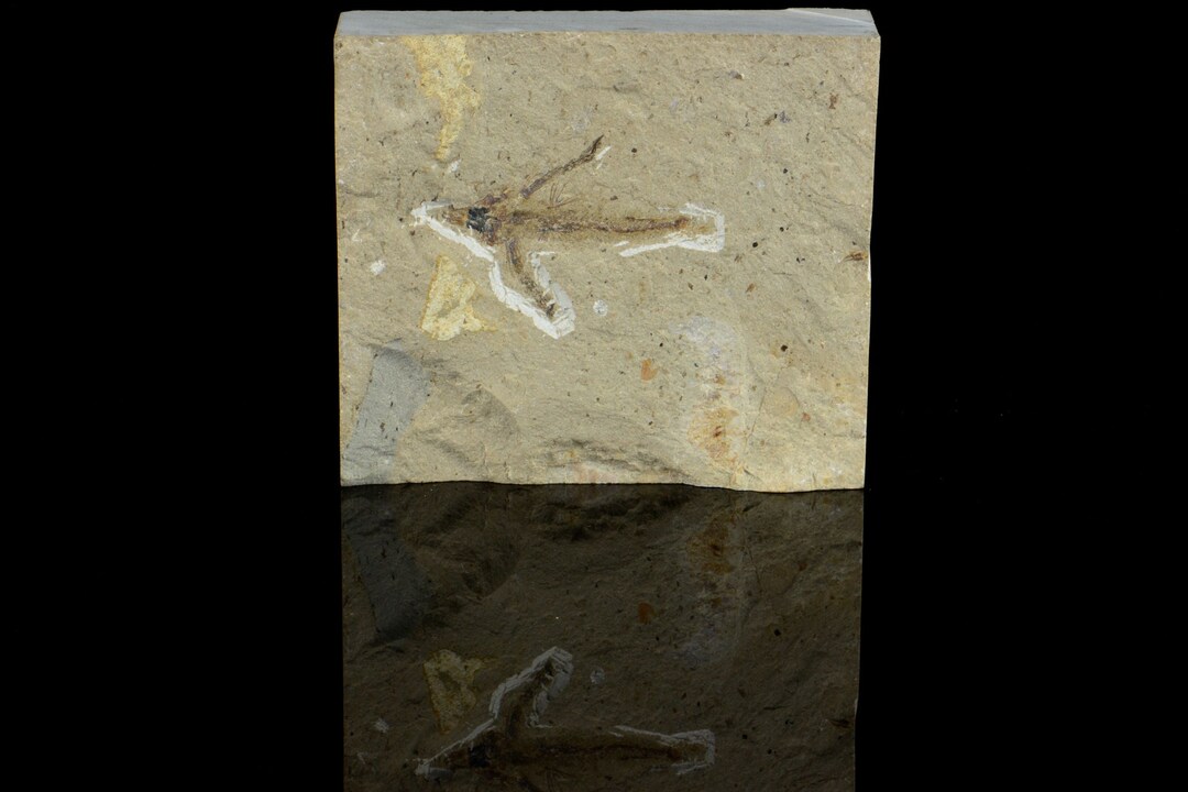 Exocoetoides Lebanese Fossilised Fish - Etsy