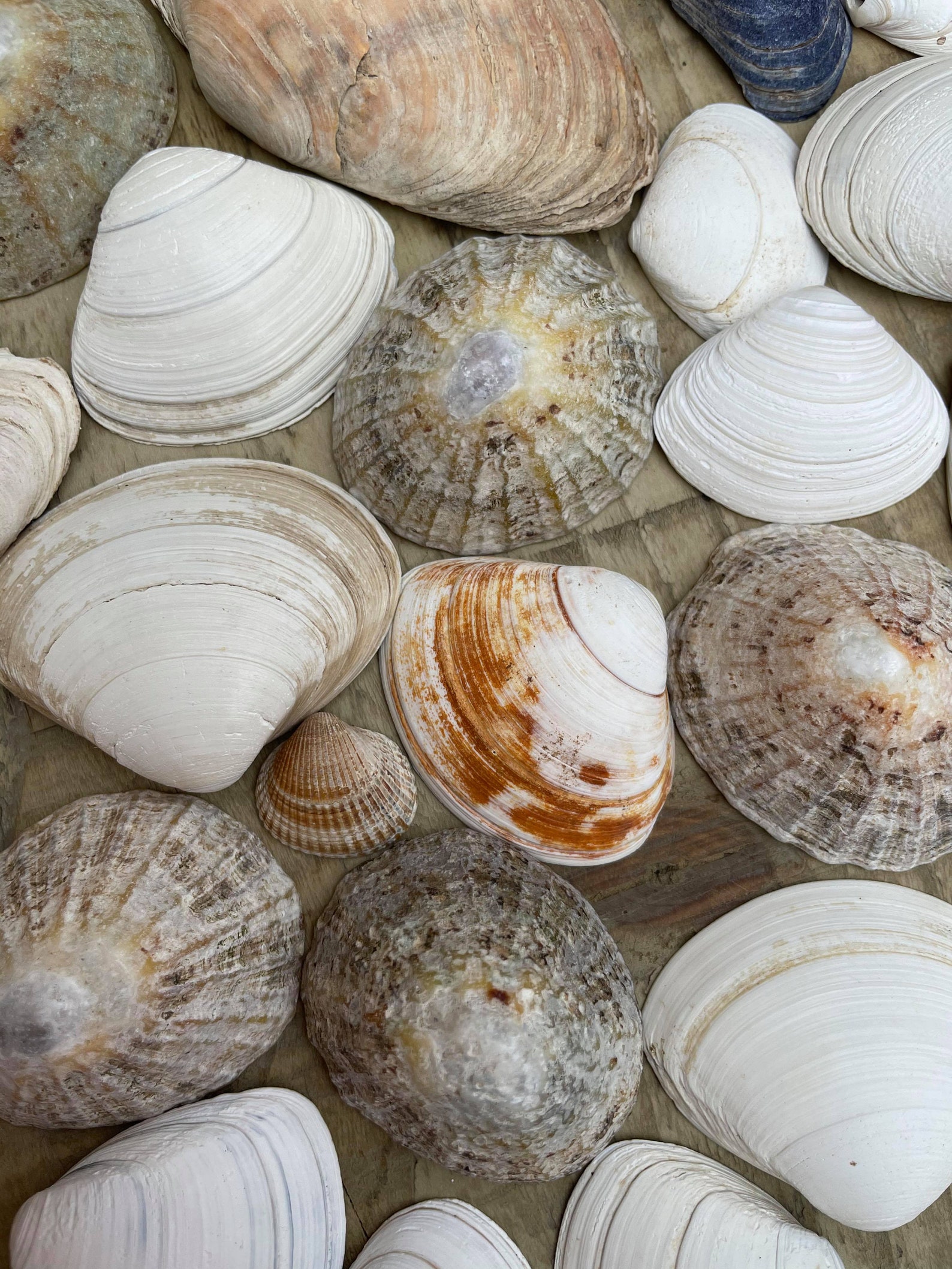 Scottish Seashells 30 Nature Wicca Ritual Tools Alter Decoration Moon ...