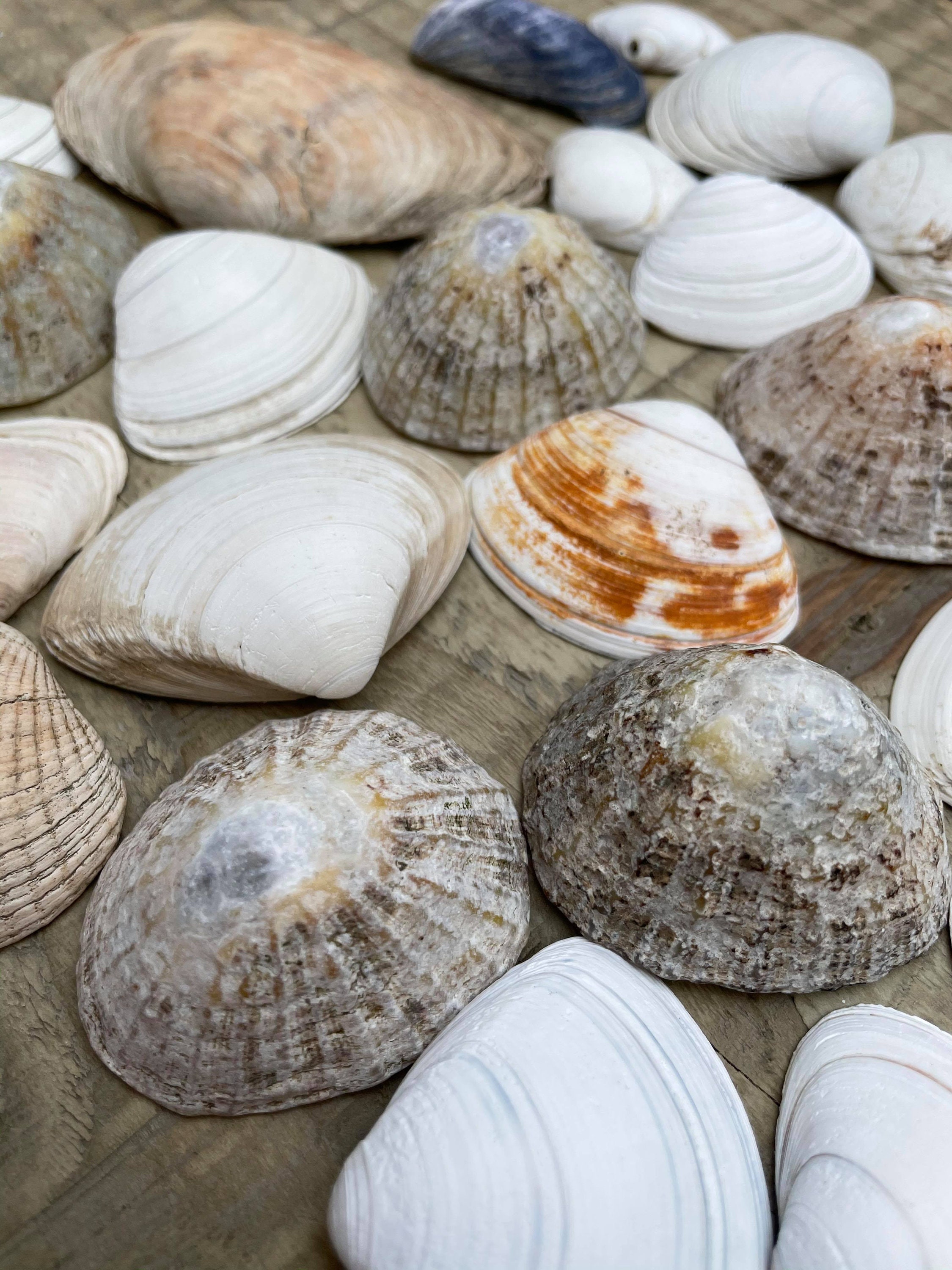 Scottish Seashells 30 Nature Wicca Ritual Tools Alter Decoration Moon ...