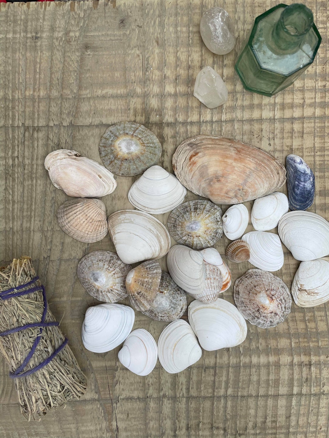 Scottish Seashells 30 Nature Wicca Ritual Tools Alter Decoration Moon ...