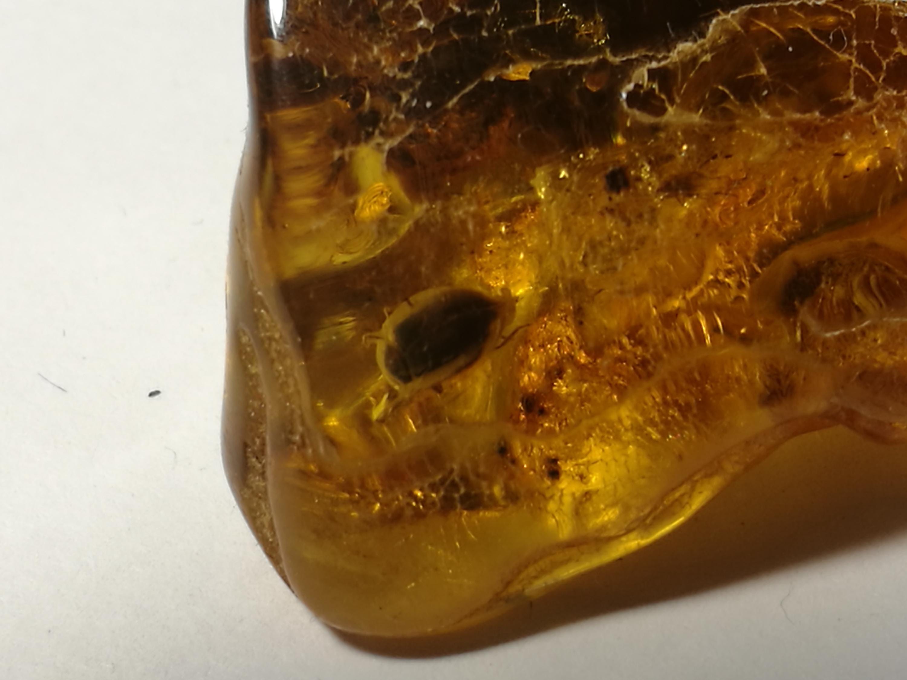 Natural Baltic Amber Stone Bead With Insect Fossil Inclusion (beetle ...