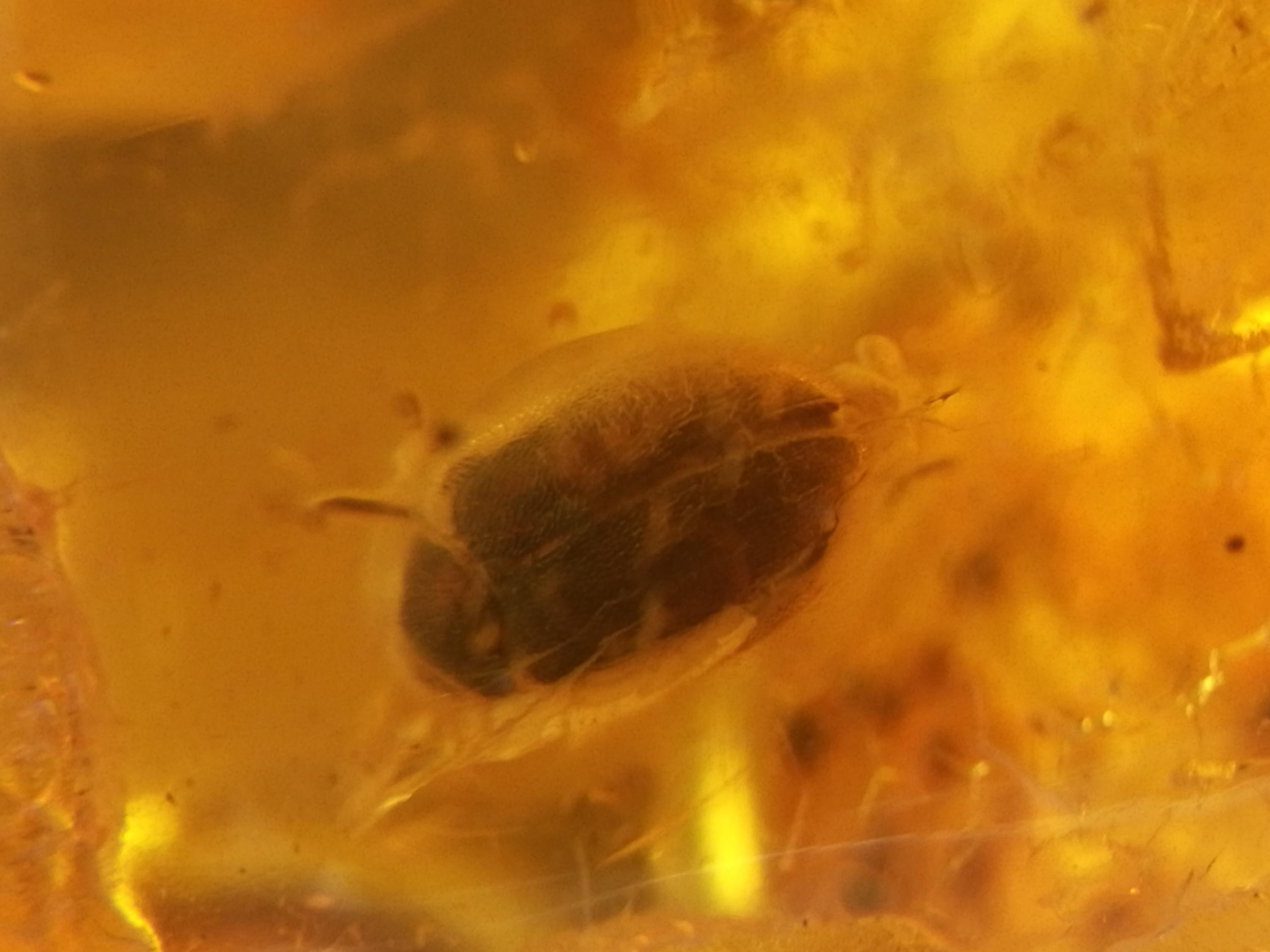 Natural Baltic Amber Stone Bead With Insect Fossil Inclusion (beetle ...