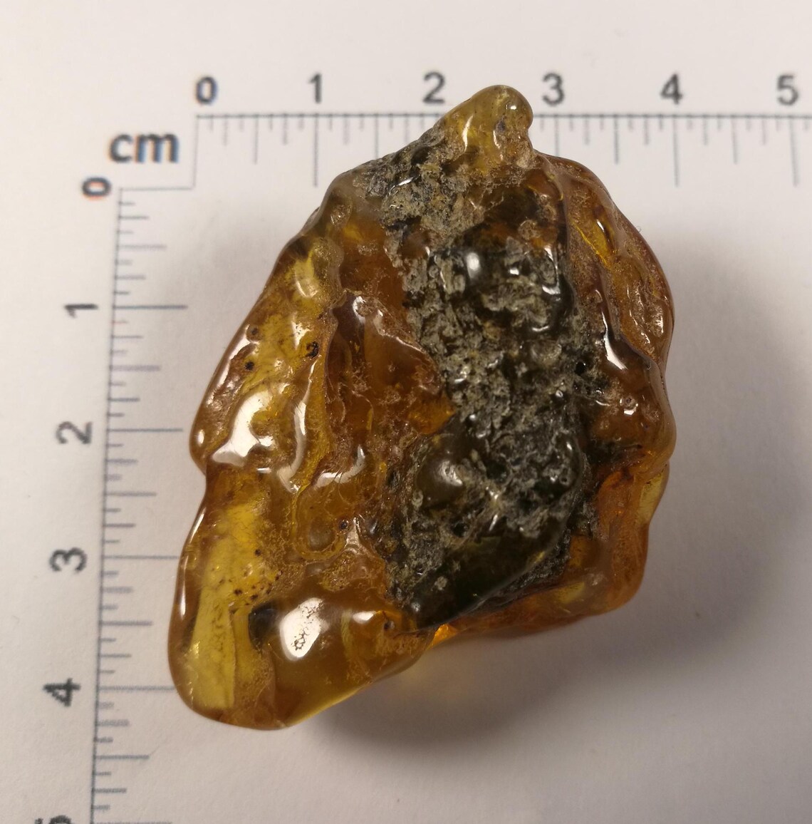 Natural Baltic Amber Stone Bead With Insect Fossil Inclusion (beetle ...
