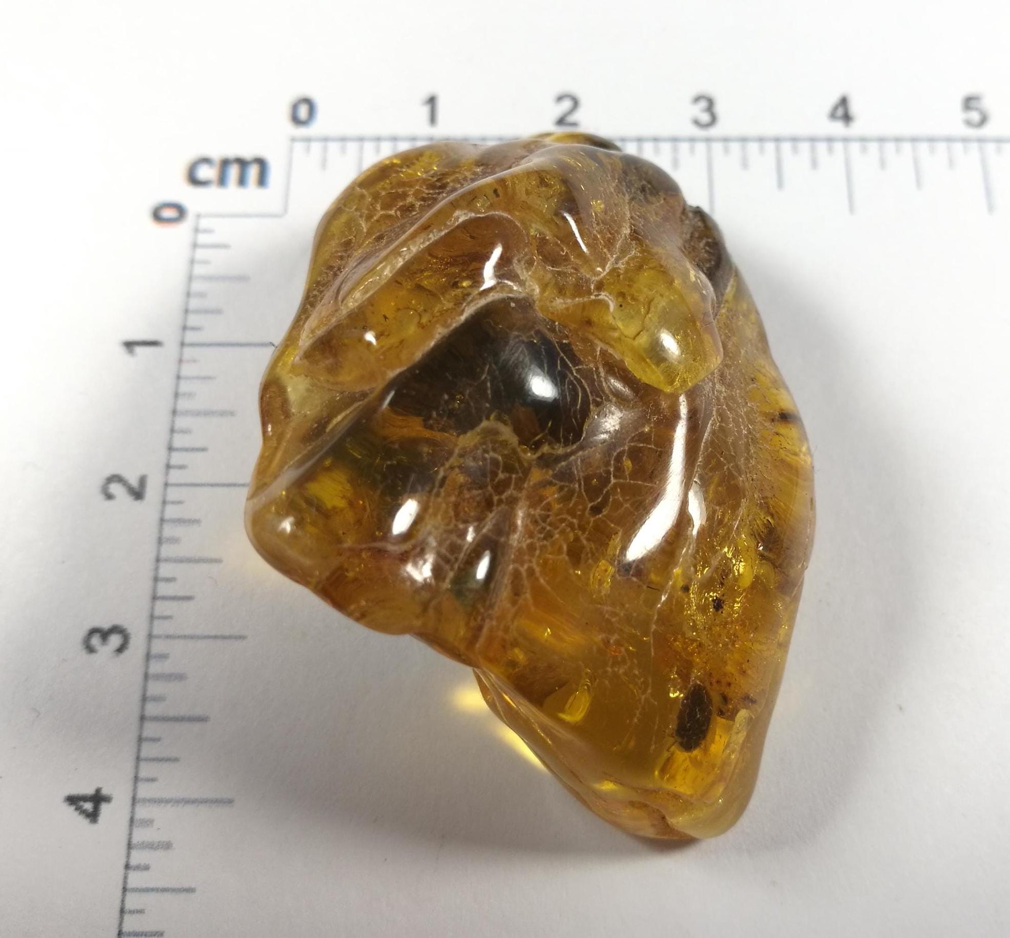Natural Baltic Amber Stone Bead With Insect Fossil Inclusion (beetle ...