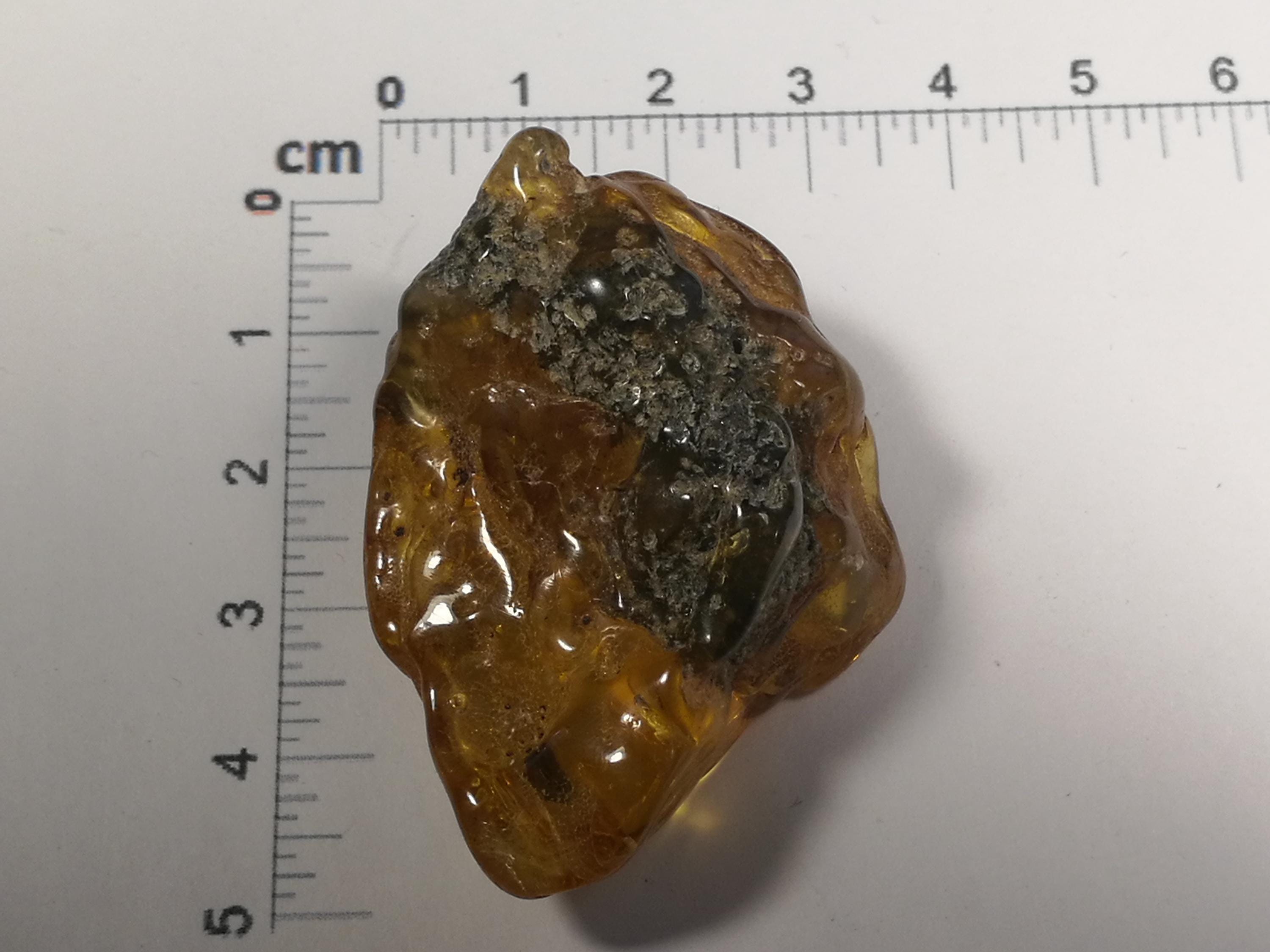 Natural Baltic Amber Stone Bead With Insect Fossil Inclusion (beetle ...