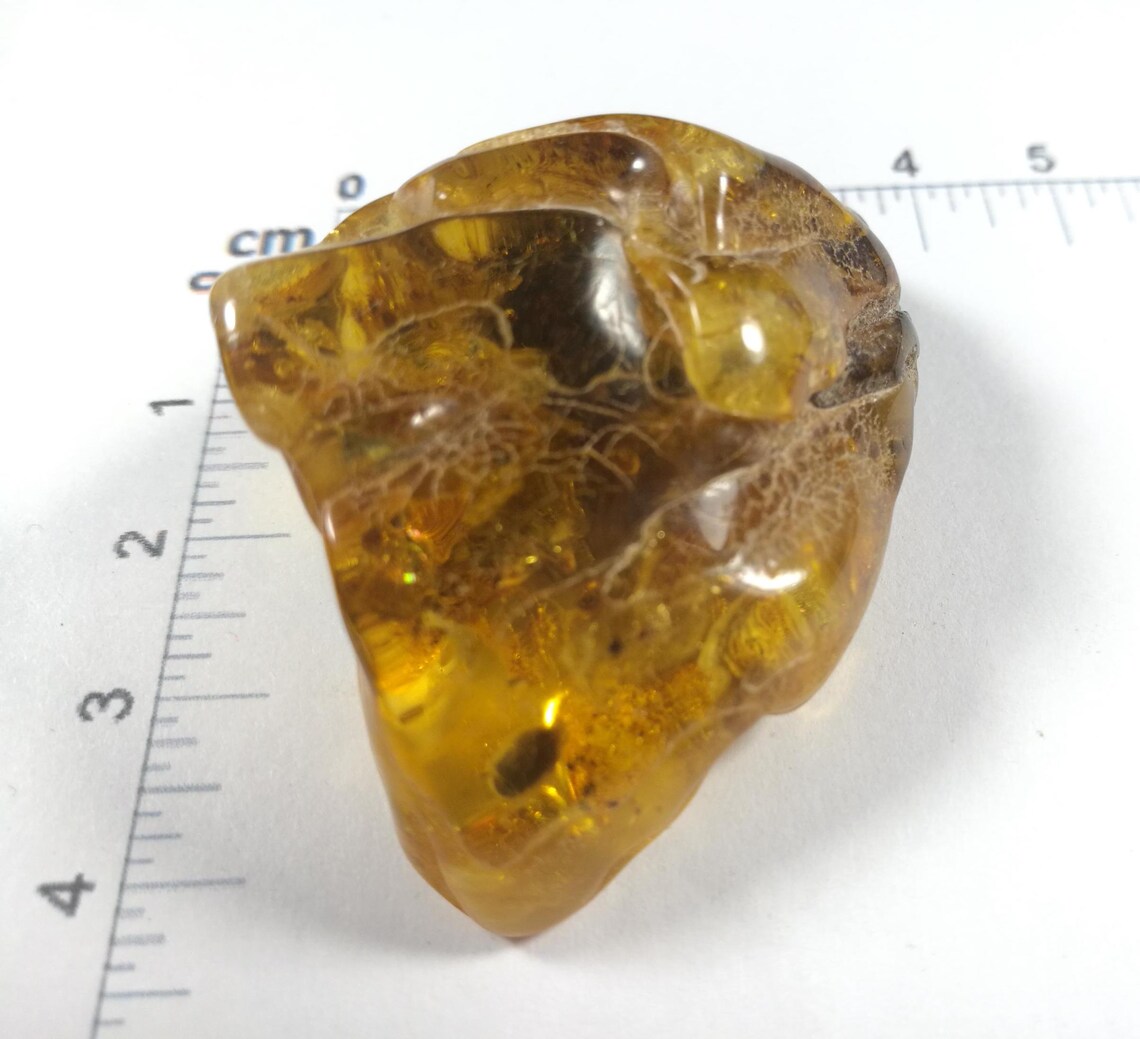 Natural Baltic Amber Stone Bead With Insect Fossil Inclusion (beetle ...
