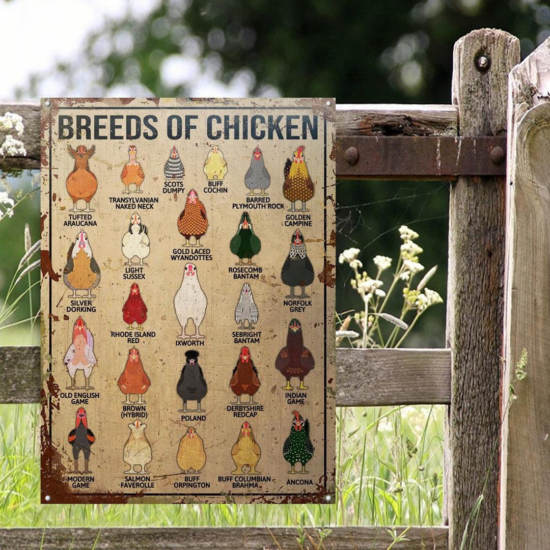 Razas de pollo viejo letrero de metal de prisa decoración de - Etsy México