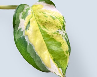 Epipremnum Aureum japanese Global Pothos Fully Rooted Extremely Rare ...