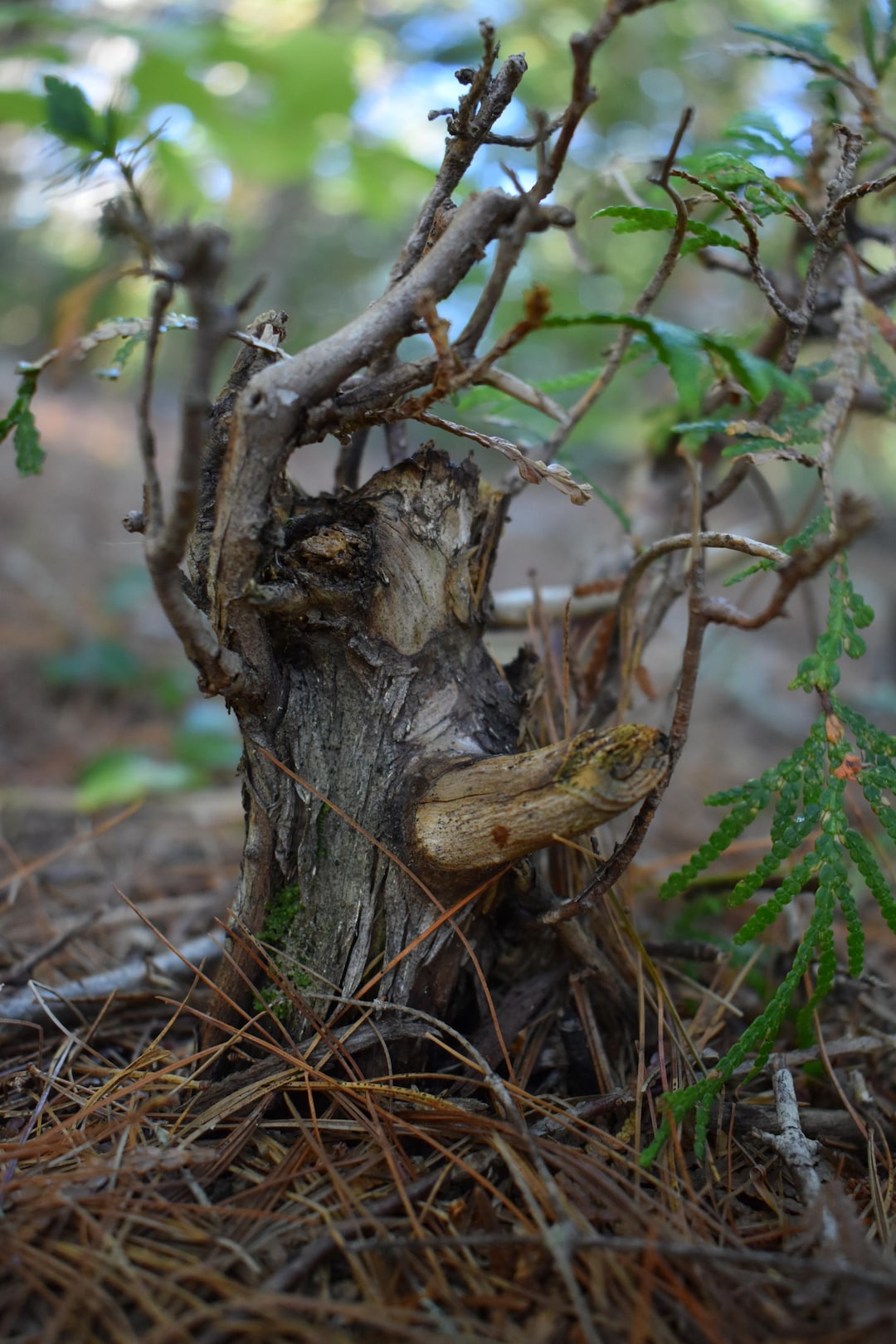 Gnarly Stump With Branches Growing Out of It. - Etsy