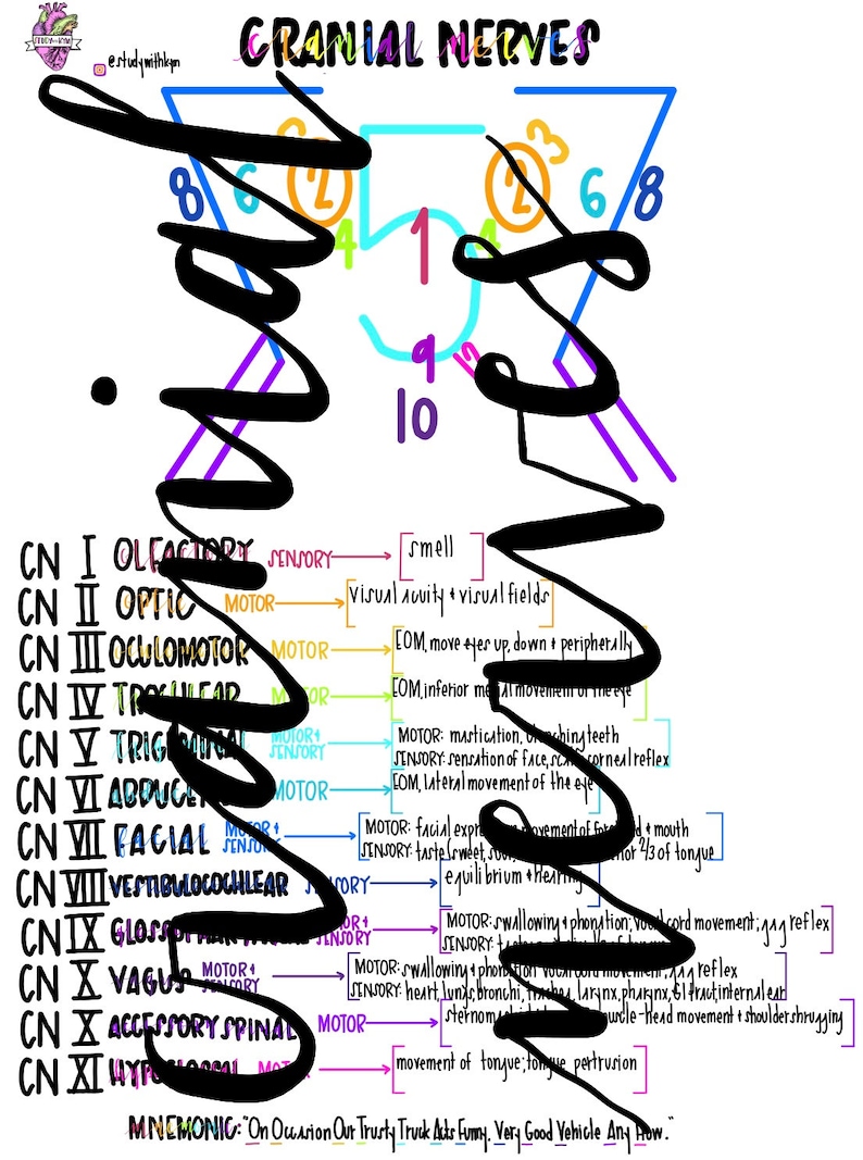 Cranial Nerves Cheat Sheet - Etsy