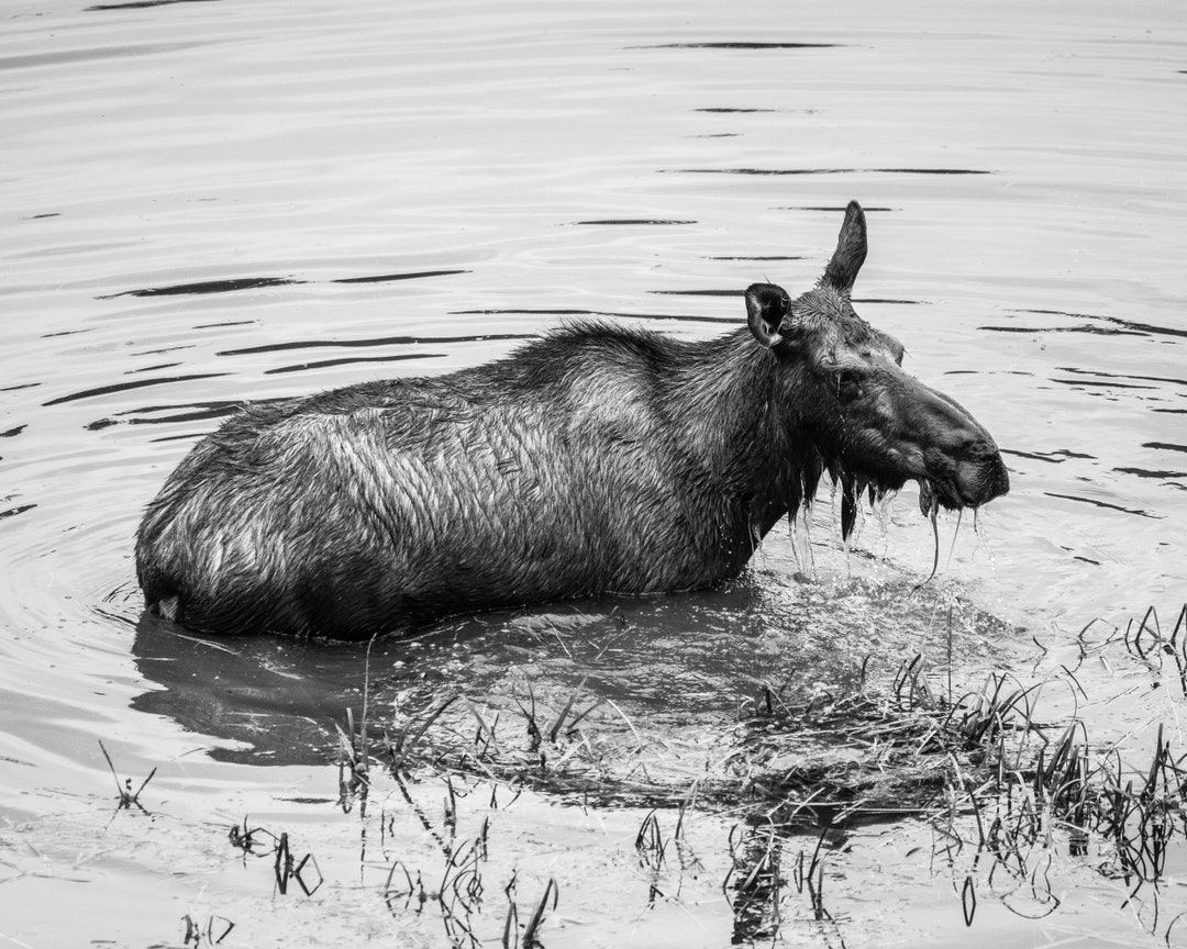 Moose in A Marsh - Nature Fine Art Photography Print, Gift Idea, Moose ...