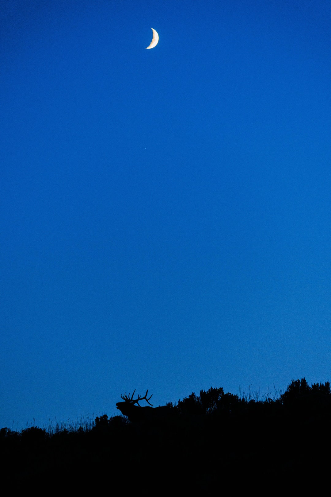 Crescent Moon Elk Bugle - Nature Fine Art Photography Print - Etsy