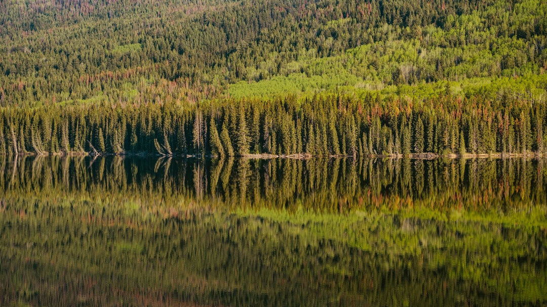 Pine Tree Reflection - Nature Fine Art Photography Print, Gift Idea ...