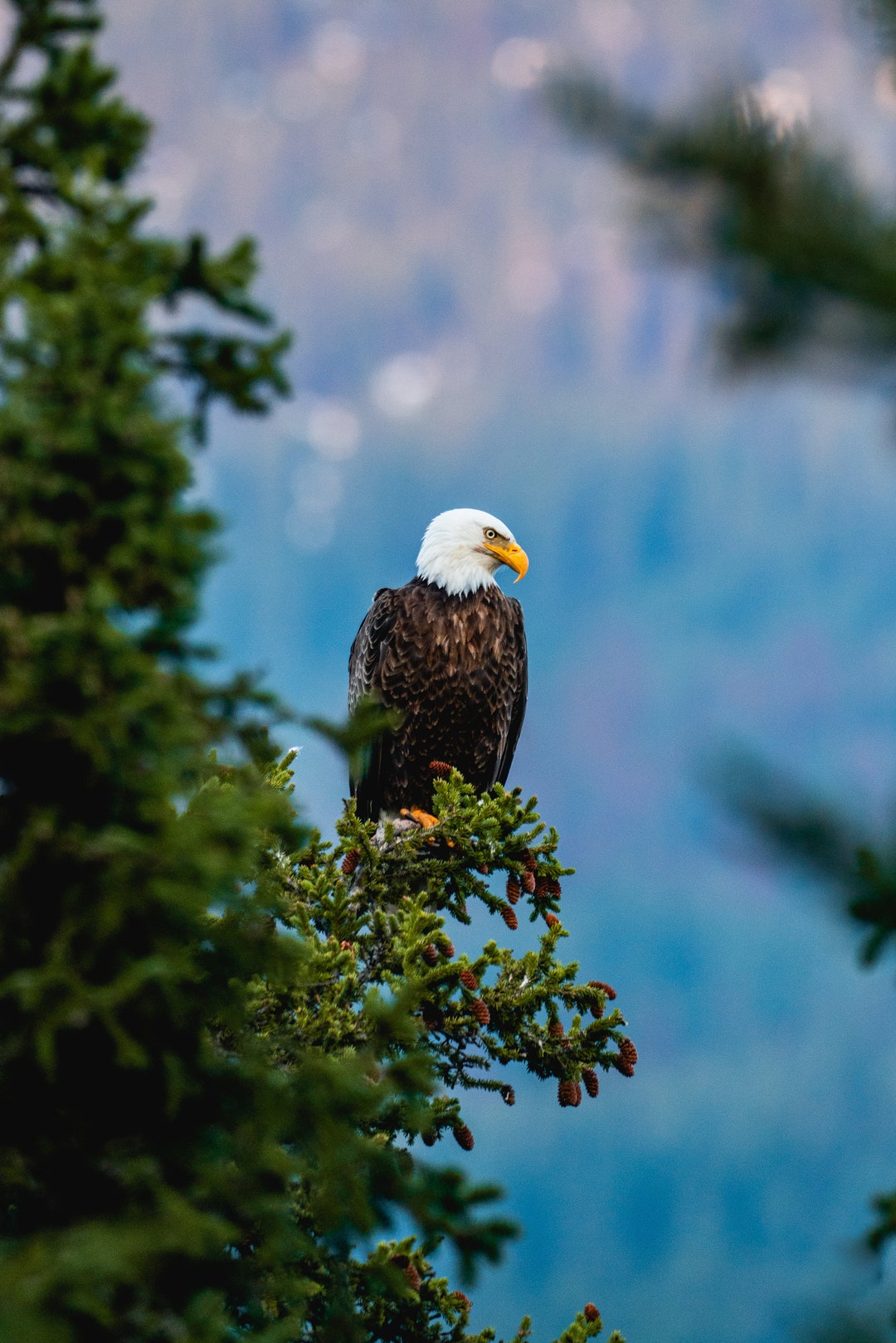 Bald Eagle in A Pine Tree - Nature Fine Art Photography Print, Gift ...