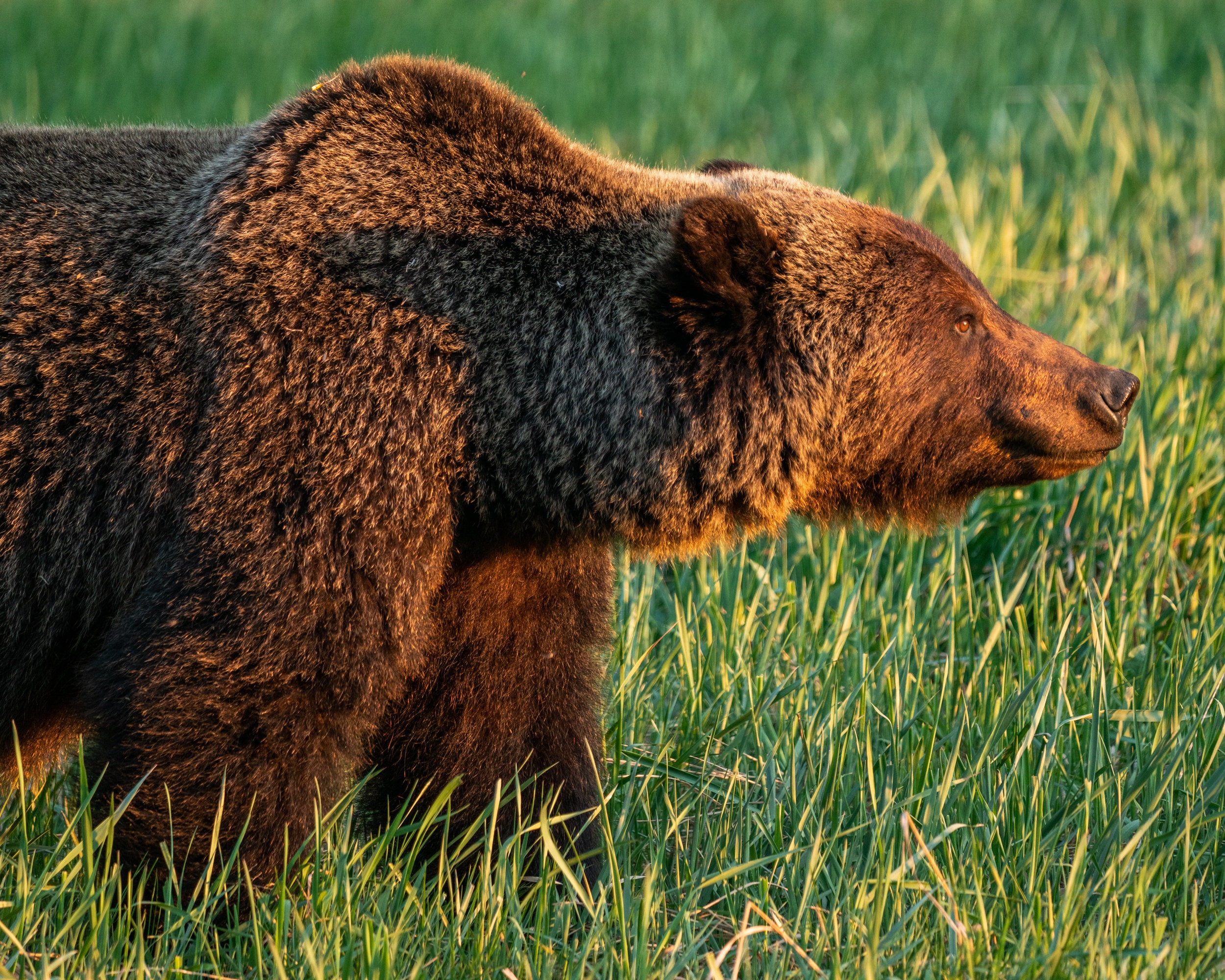 Canadian Grizzly Bear