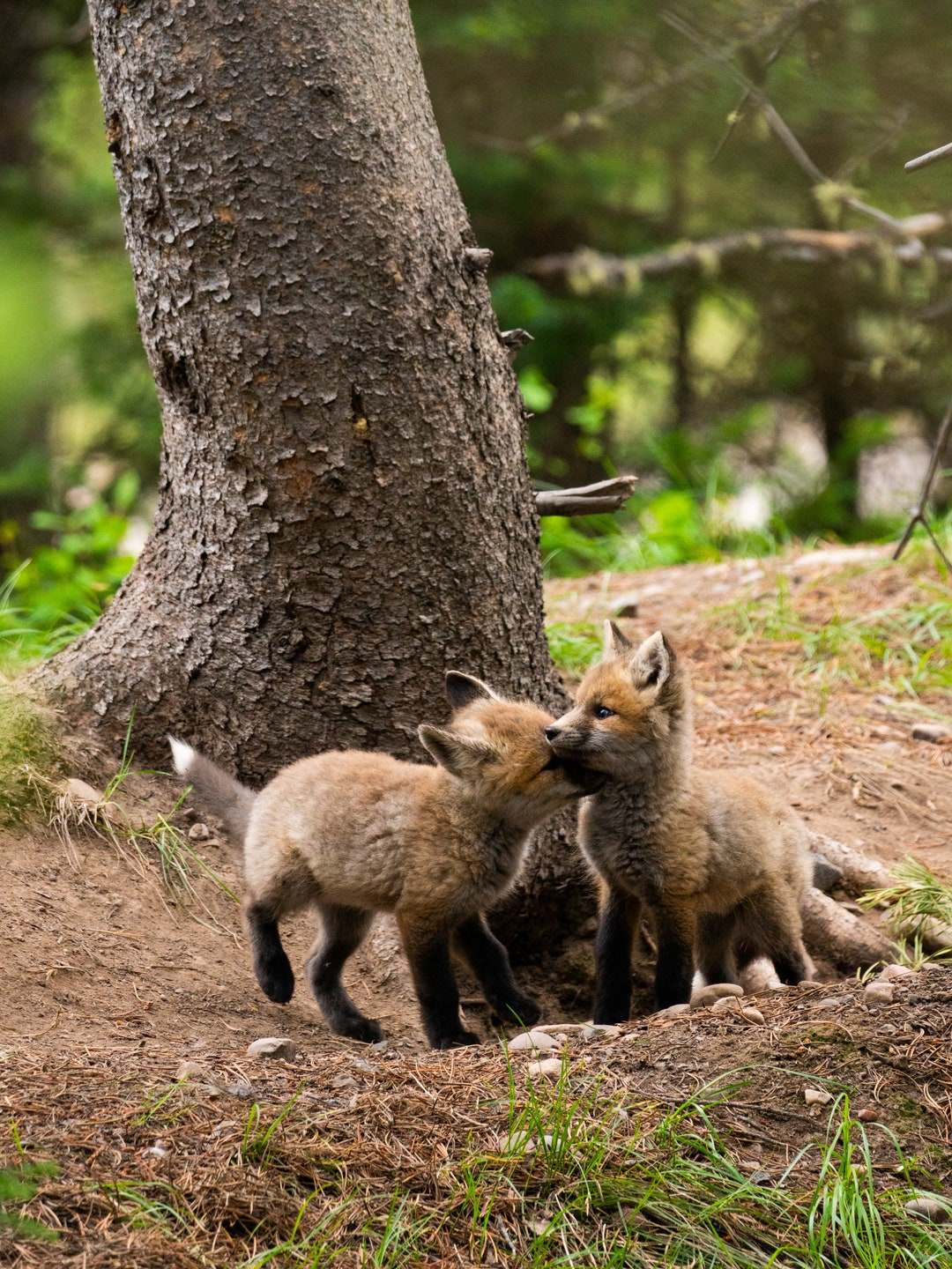 Fox Kit Siblings - Nature Fine Art Photography Print, Gift Idea, Cute ...